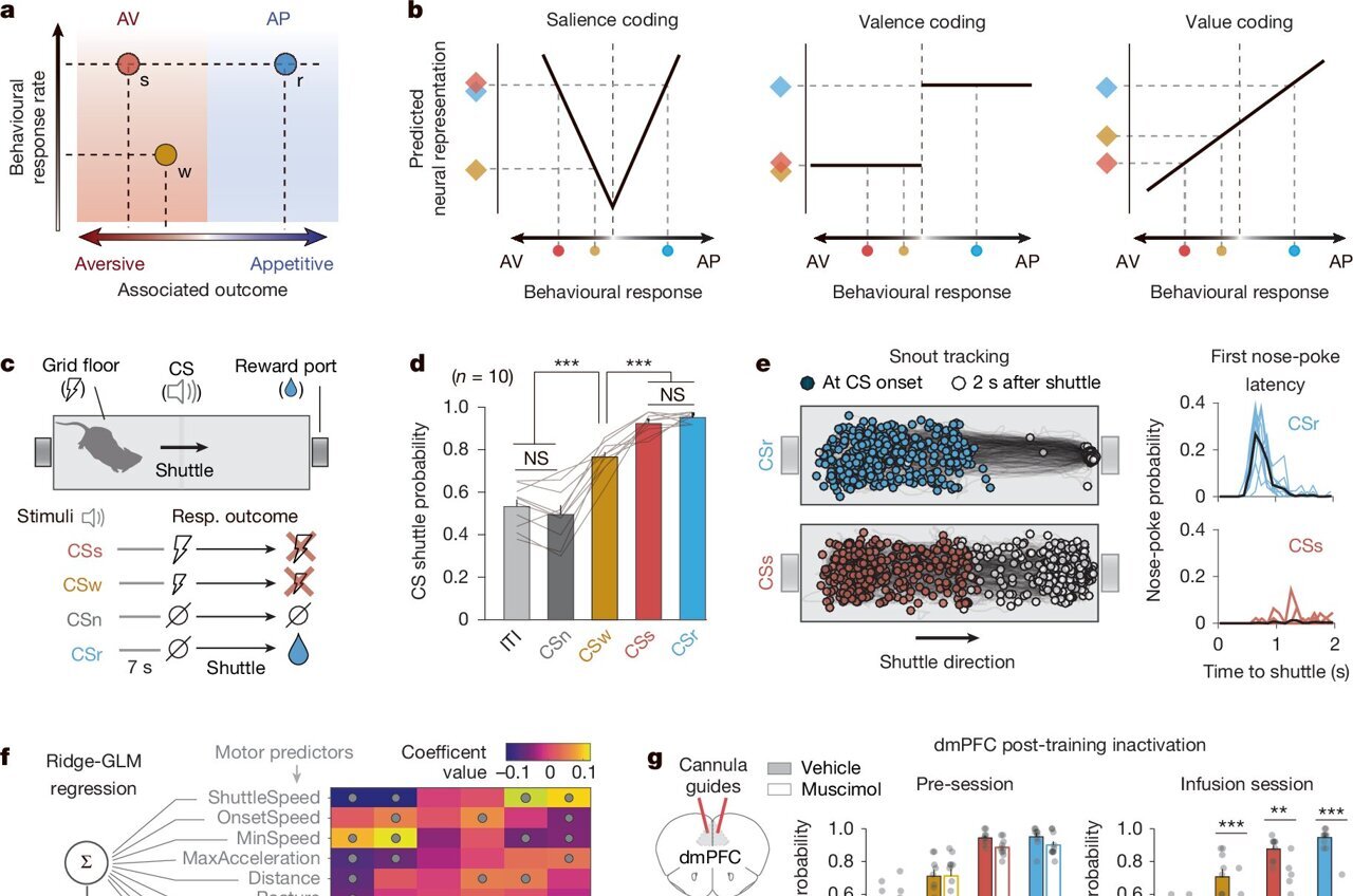 Brain neurons process salience, valence and value separately to ...