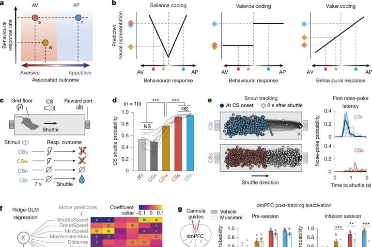 Brain neurons process salience, valence and value separately to ...