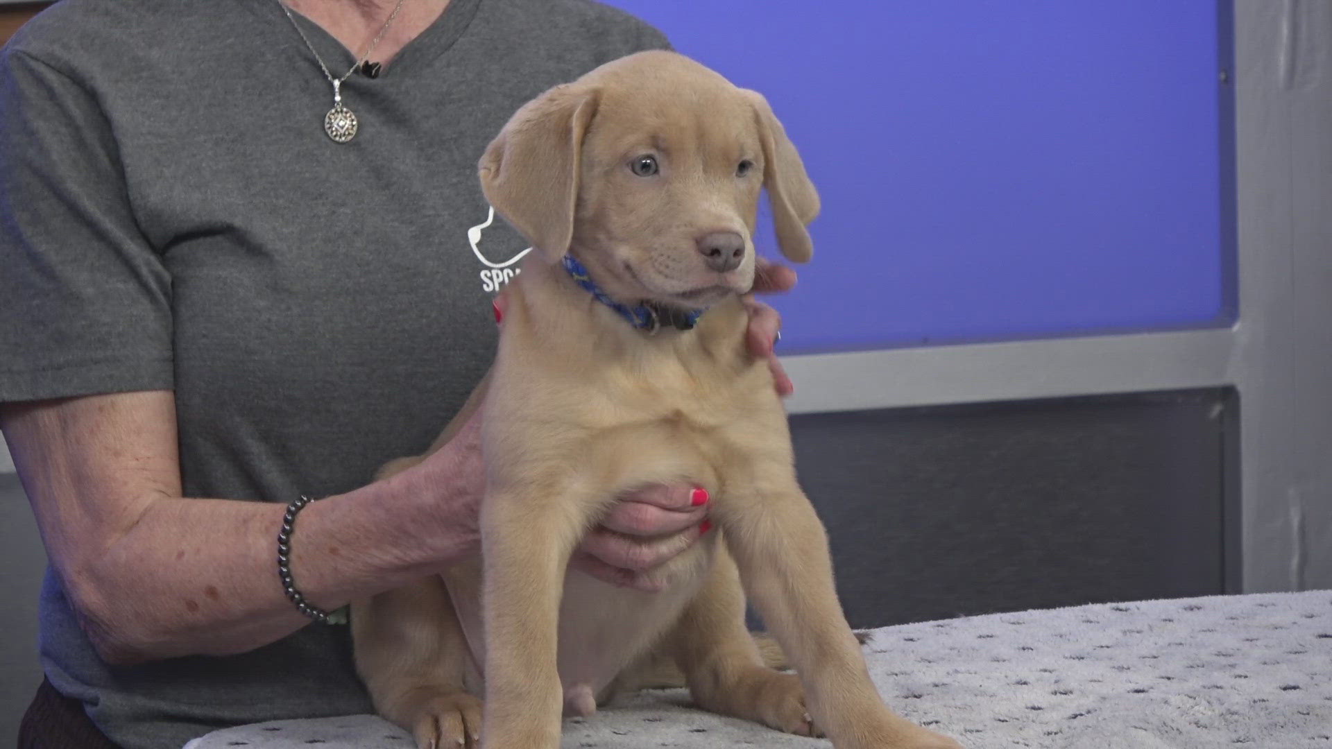 Tuesday tails: Meet Caillou from the SPCA of East Texas