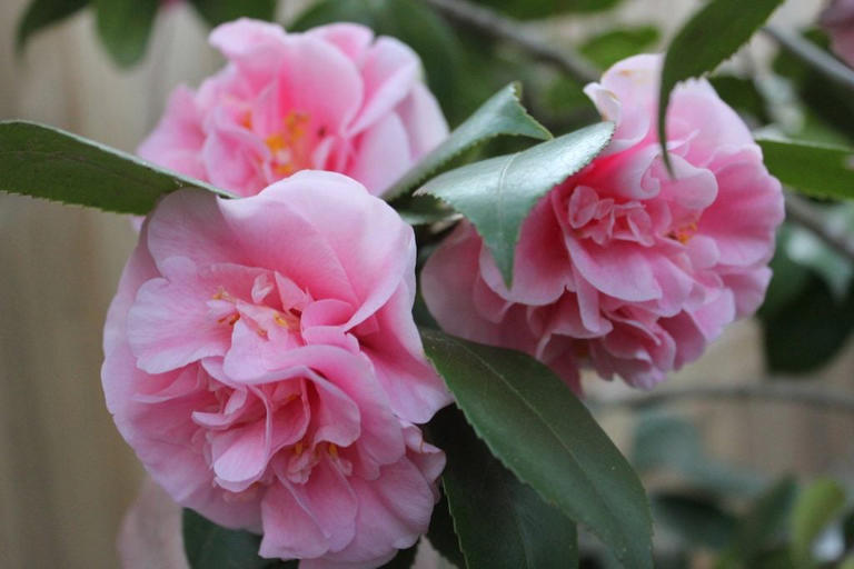 Flowering quince vs camellia: How to tell the difference