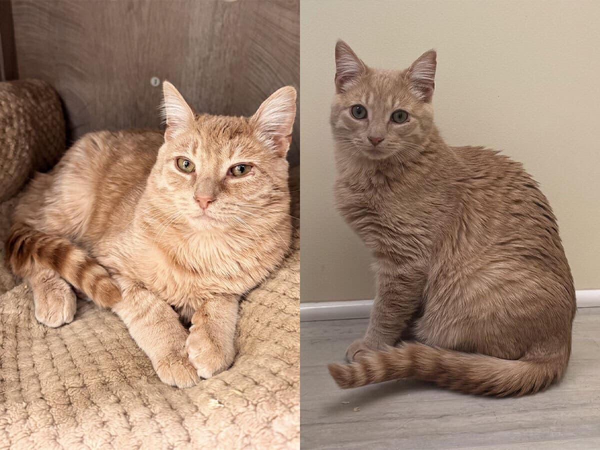 Latke the ginger kitten seeks forever family: Huntington adoptable pet ...