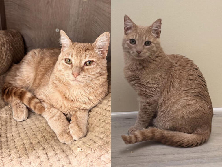 Latke the ginger kitten seeks forever family: Huntington adoptable pet ...