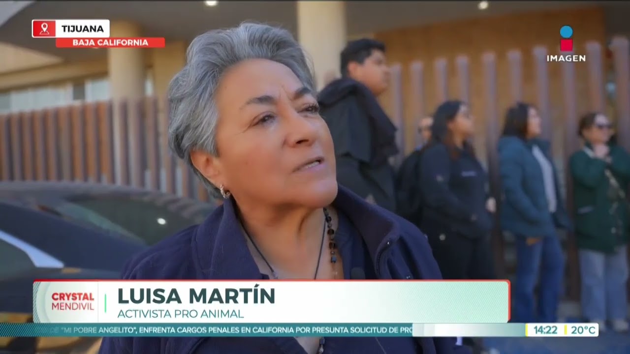 Vinculan a proceso a José Carlos N tras asesinar a su perrito Chato en ...