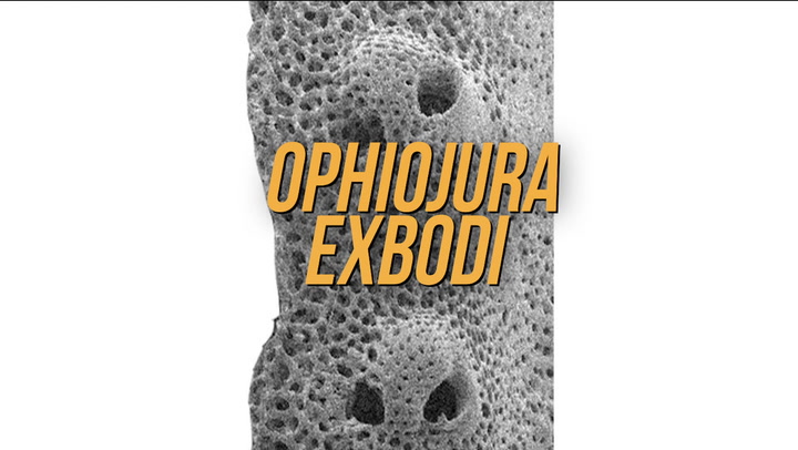 Pig-snout looking fossil found in South Pacific