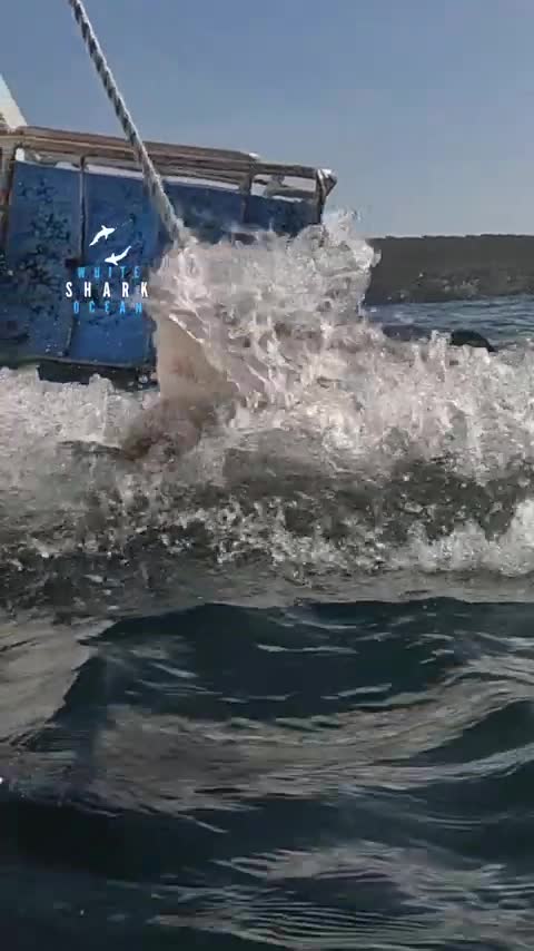 Great white snatches the bait from bait handler