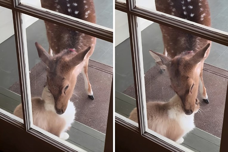 A fawn cannot stop cuddling her cat best friend