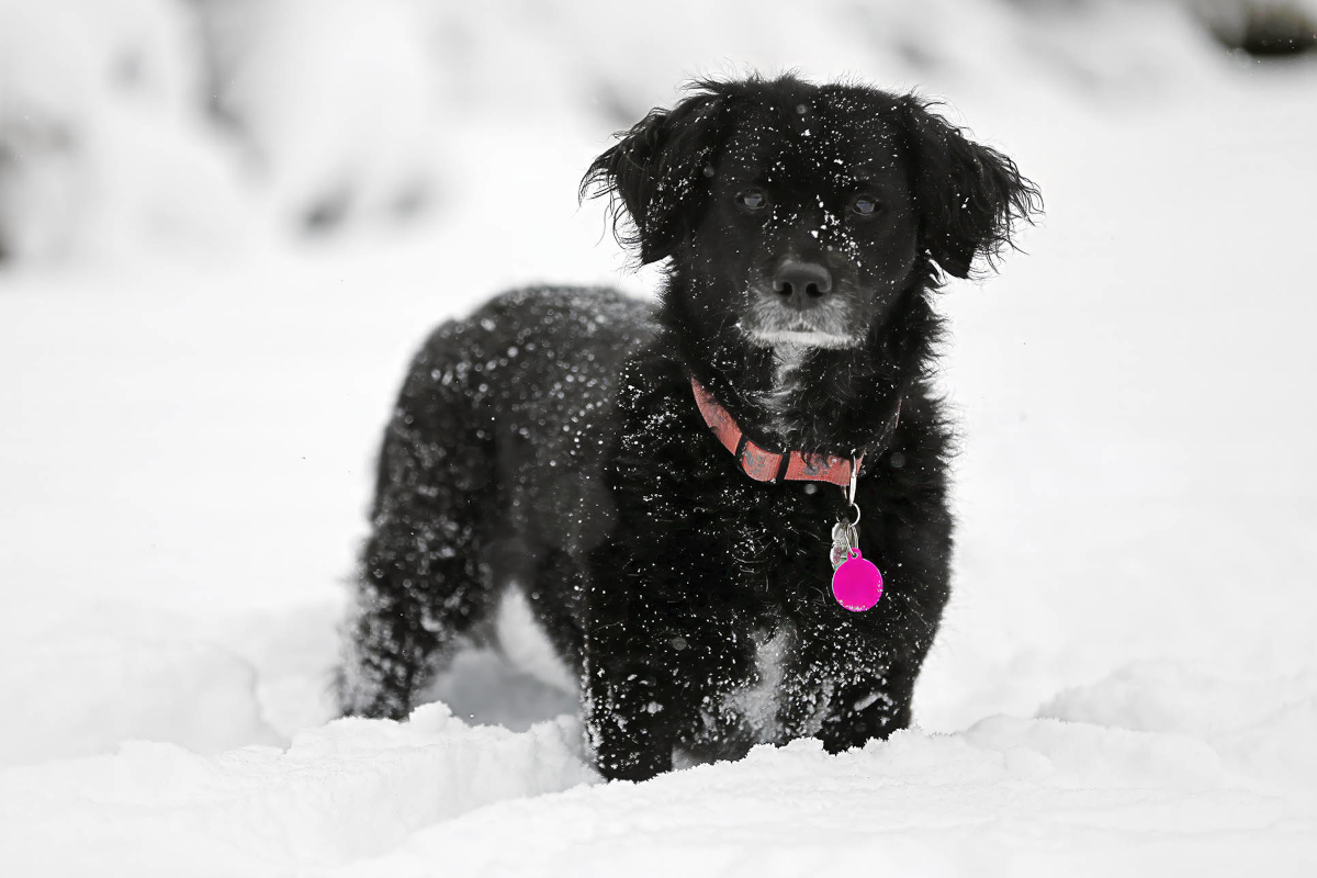 Heftige Zustände! Wetter-Wahnsinn bringt Tierheim Duisburg an ...