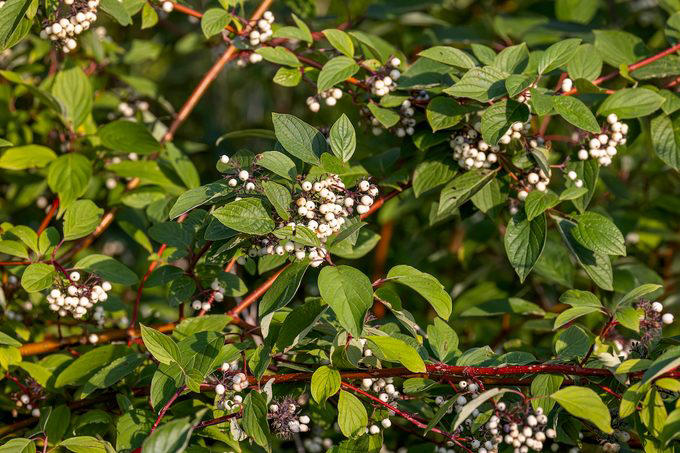 Get the dirt on viral garden TikTok hacks