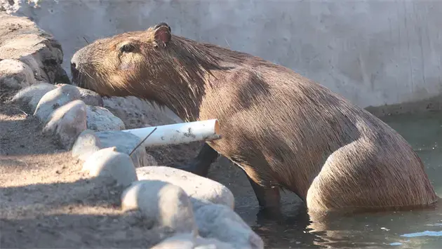Capibara se estrena mañana en el Centro Ecológico de Sonora