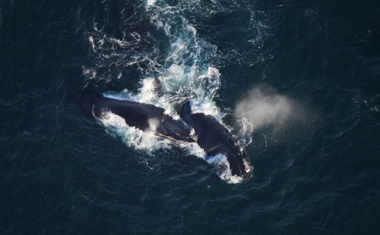 Dozens of North Atlantic right whales spotted in Cape Cod, Nantucket