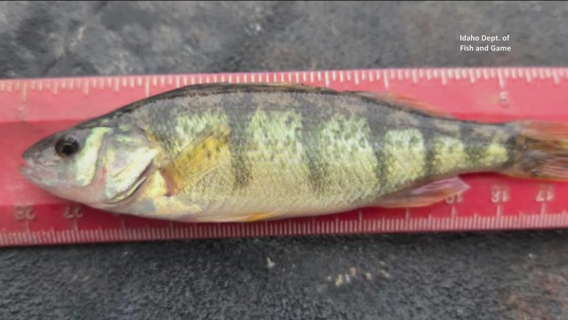 Illegally stocked yellow perch caught in Island Park Reservoir