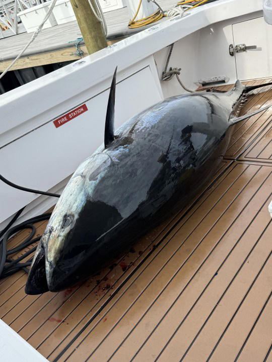 Reel big! Virginia Beach angler catches 832-pound bluefin tuna