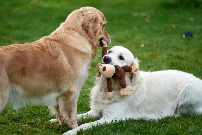 What I wish I had known before owning a dog