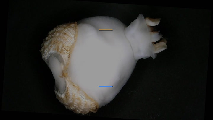 These weird animals actually eat rock