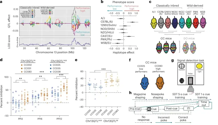 ADHD news: Researchers discover a gene that shapes how well the brain ...