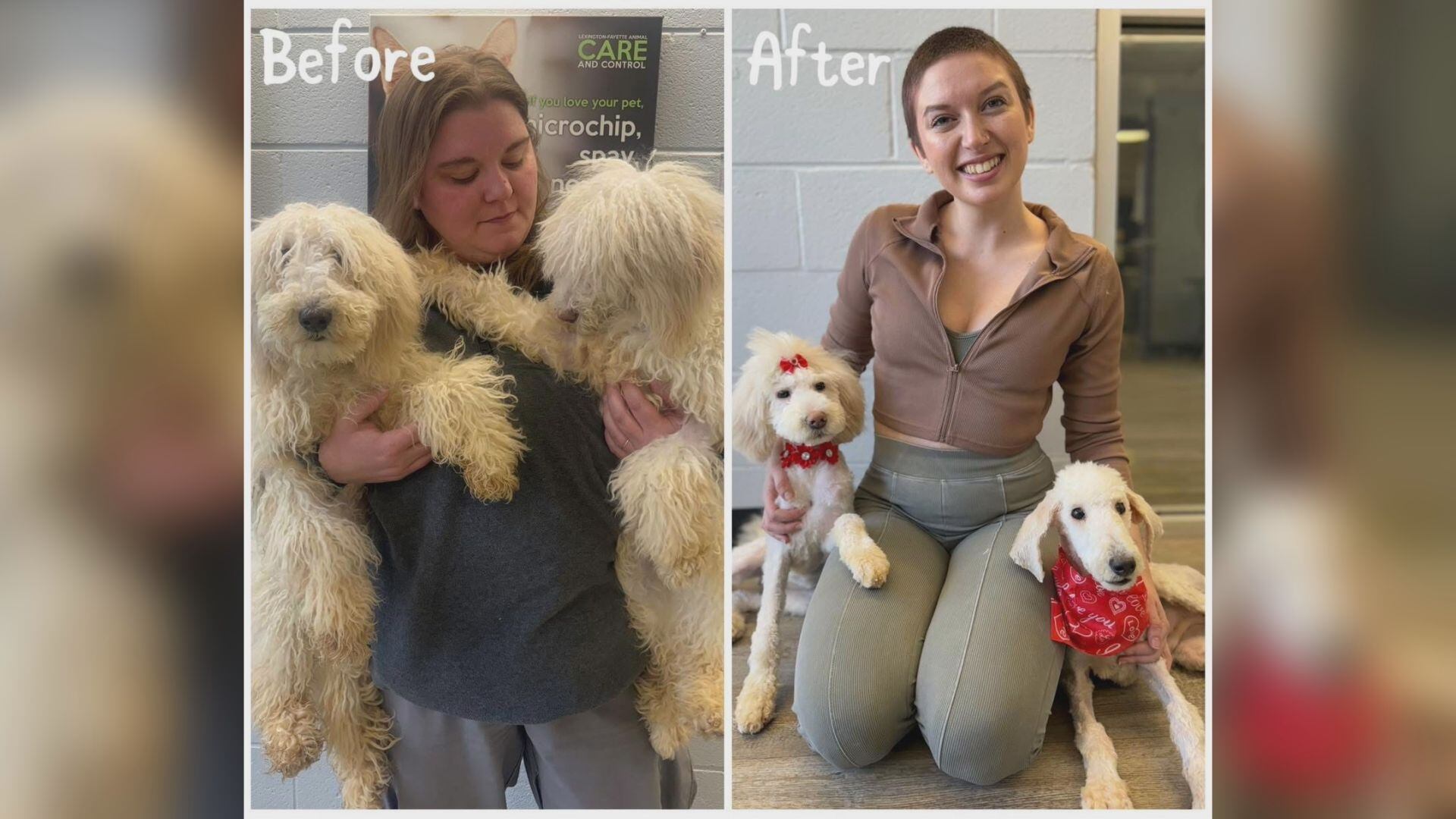 Lexington animal control officers rescue four neglected dogs in first ...