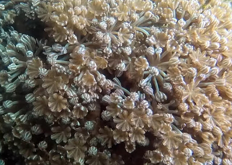 How a soft coral moves its tentacles in perfect synchronization without ...
