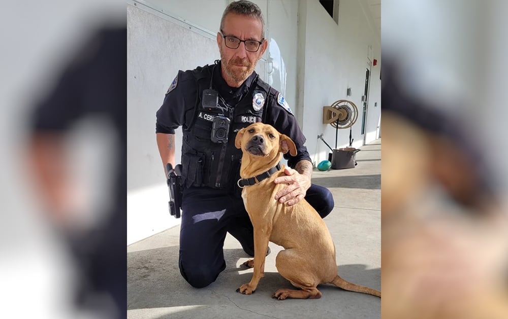 Three dogs from Bradenton cruelty case cleared for adoption