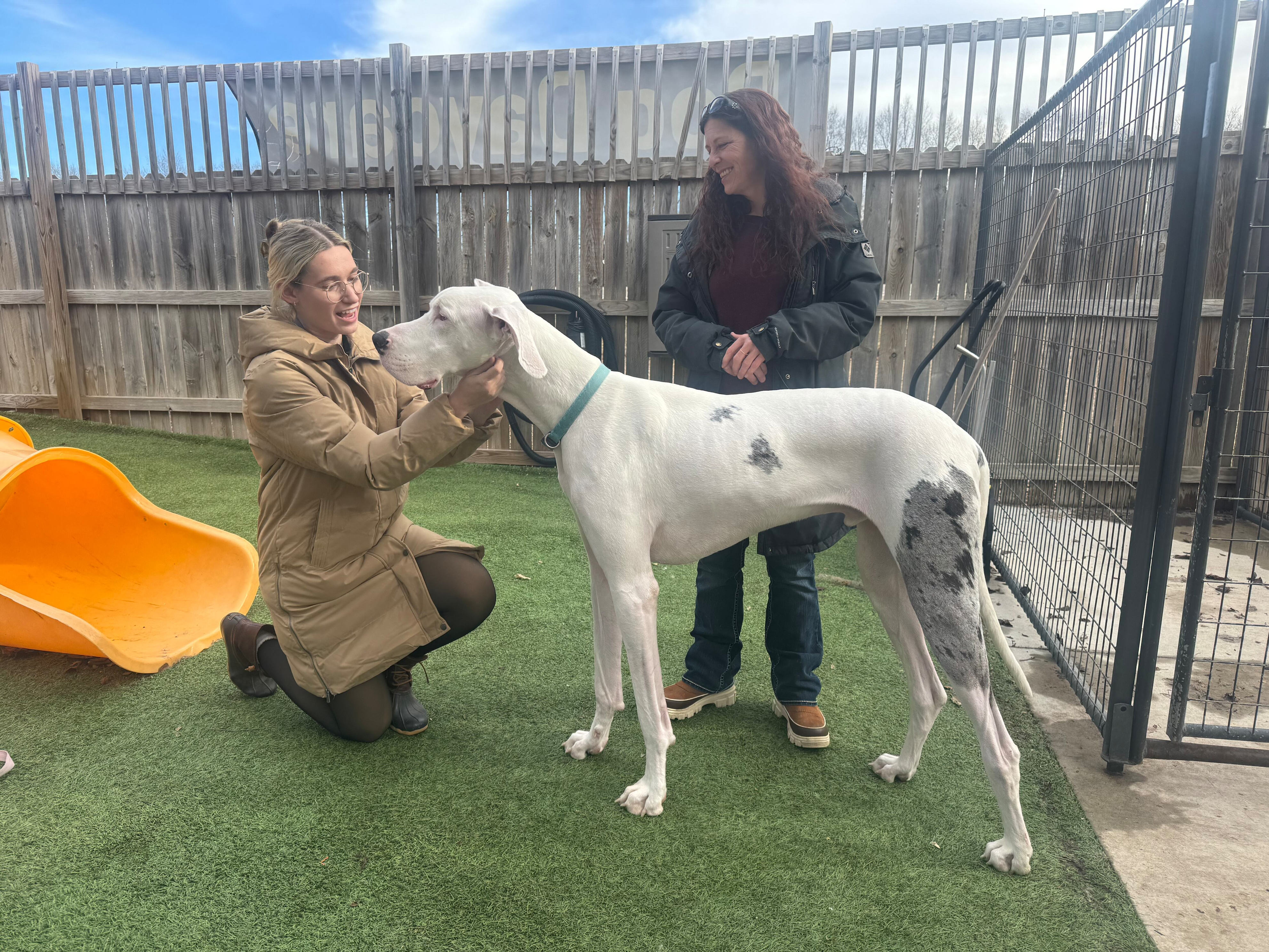 Black Hawk County rescue dog could currently be world’s tallest living dog
