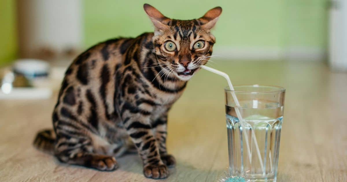 You Won't Believe How Much These Top 10 Most Expensive Cat Breeds in ...