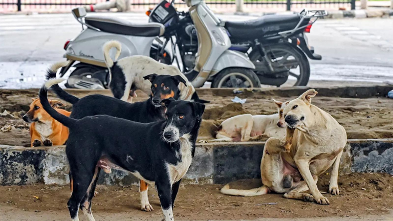Will hold feeders liable, fix heavy compensation for dog bites, warns SC