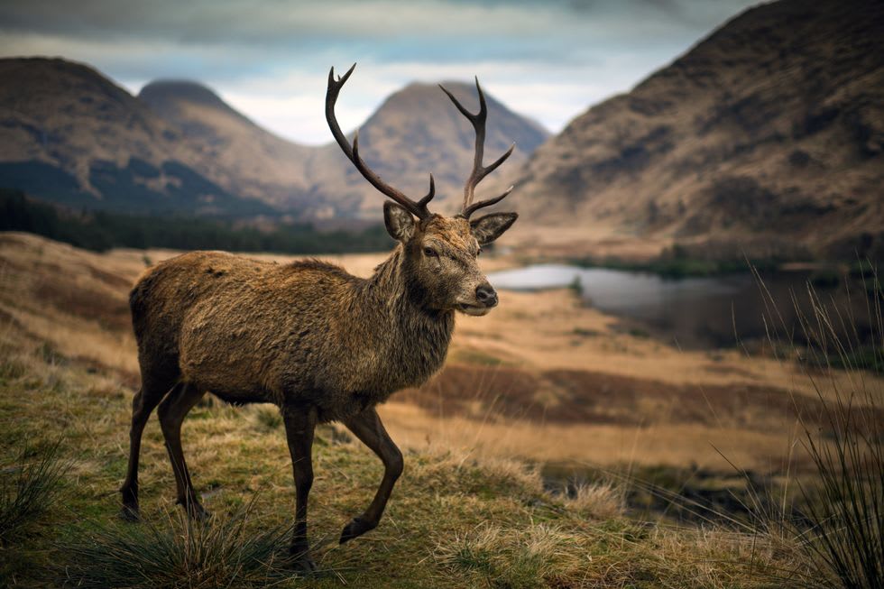 British red deer could disappear from countryside forever as Asian ...