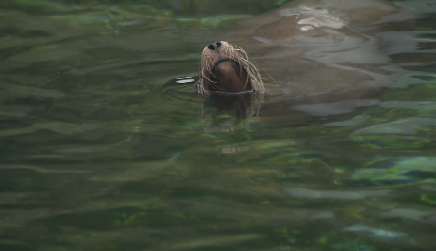 Cleveland Metroparks Zoo saying goodbye to its sea mammals