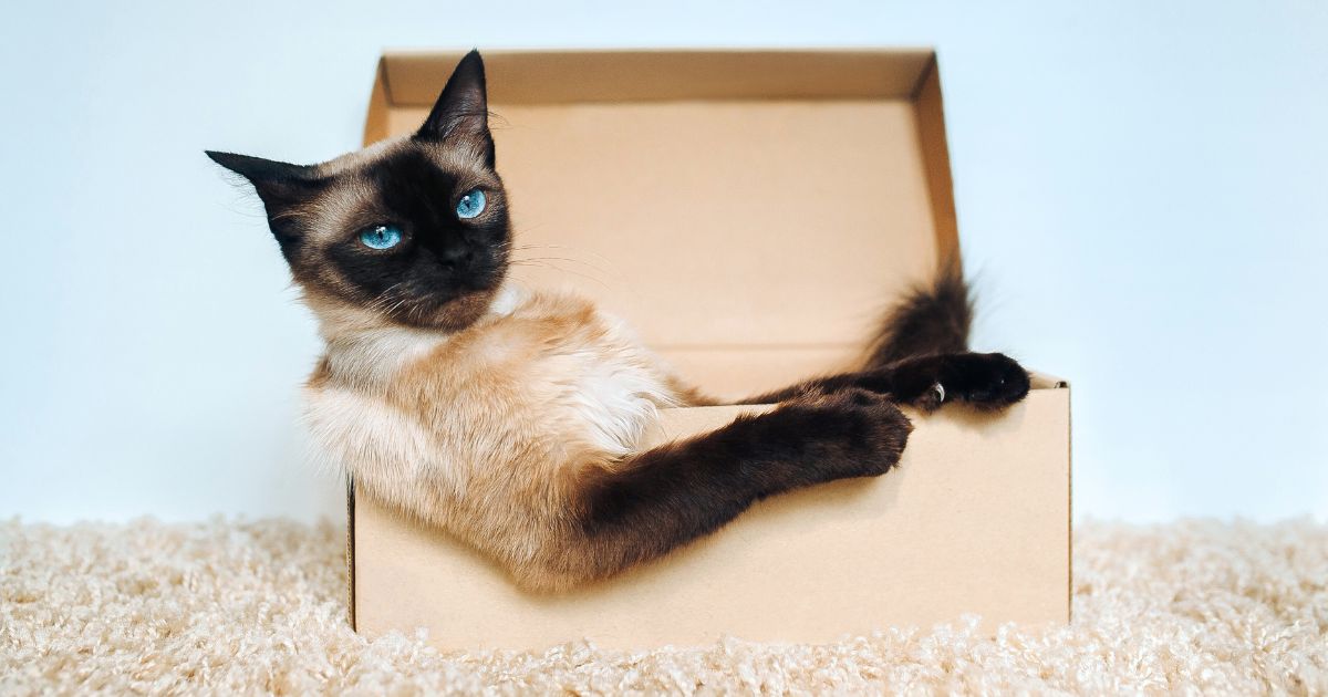 7 strange cat behaviors you need to know about (because they might ...