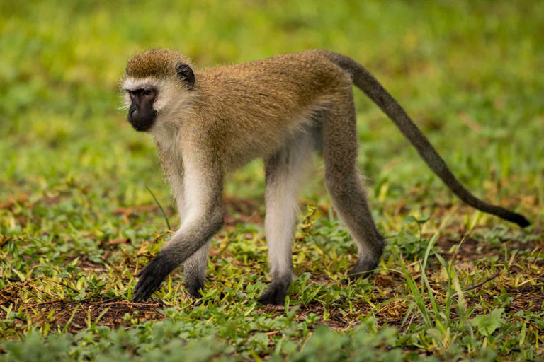 Monkeys have been 'loose' in Missouri for days, and officials aren't ...