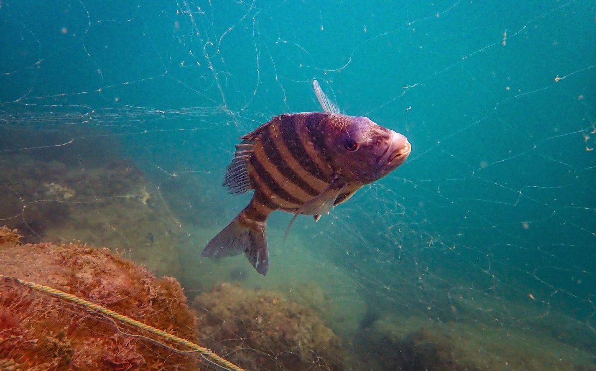 Redes fantasma amenazan la fauna marina en el sur de Tamaulipas