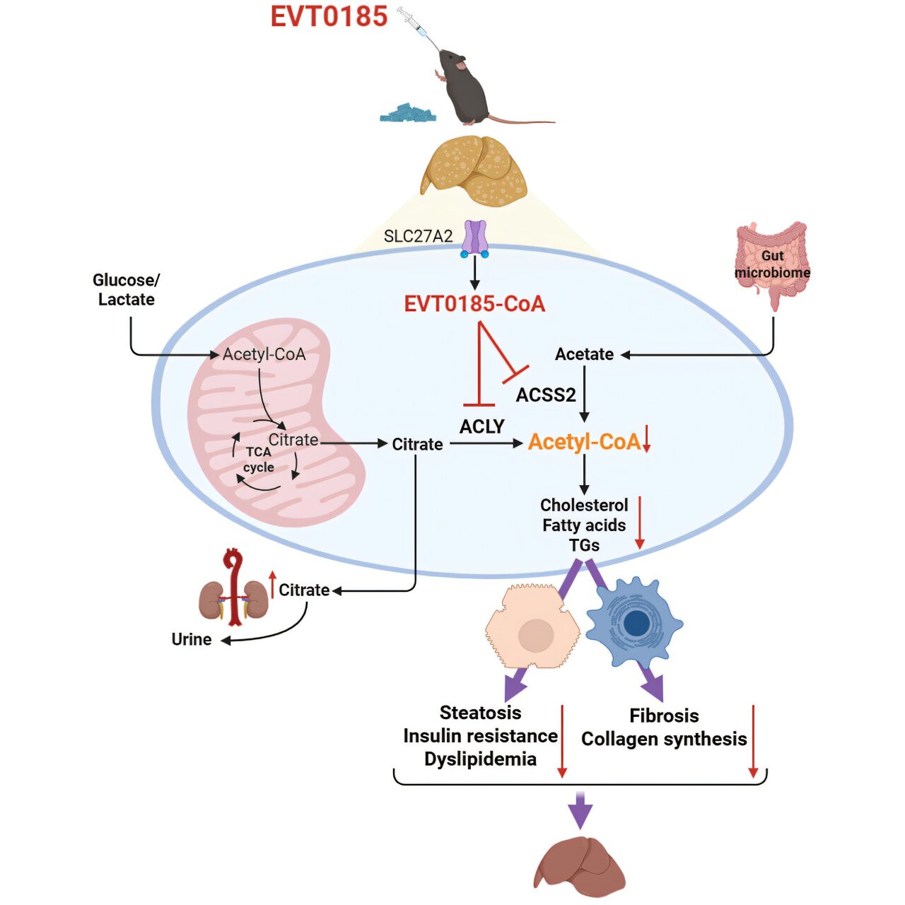 New drug candidate reverses metabolic liver disease and fibrosis, pre ...