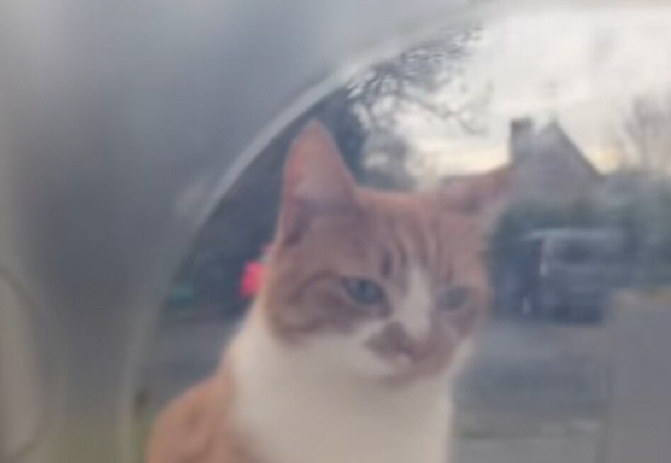 El curioso caso del gato que “venía con la casa” y se volvió viral en ...