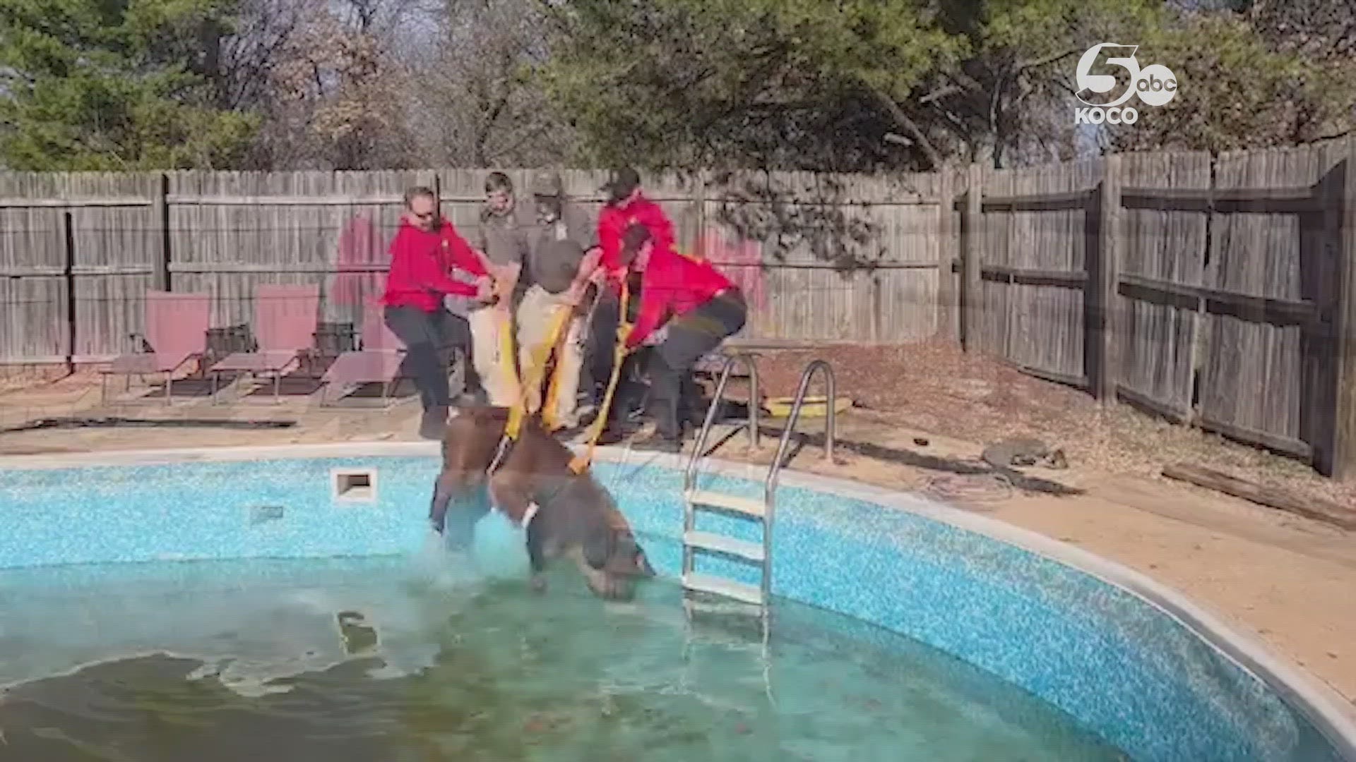 Watch: Rescuers hoist pig from Norman pool after going for a swim
