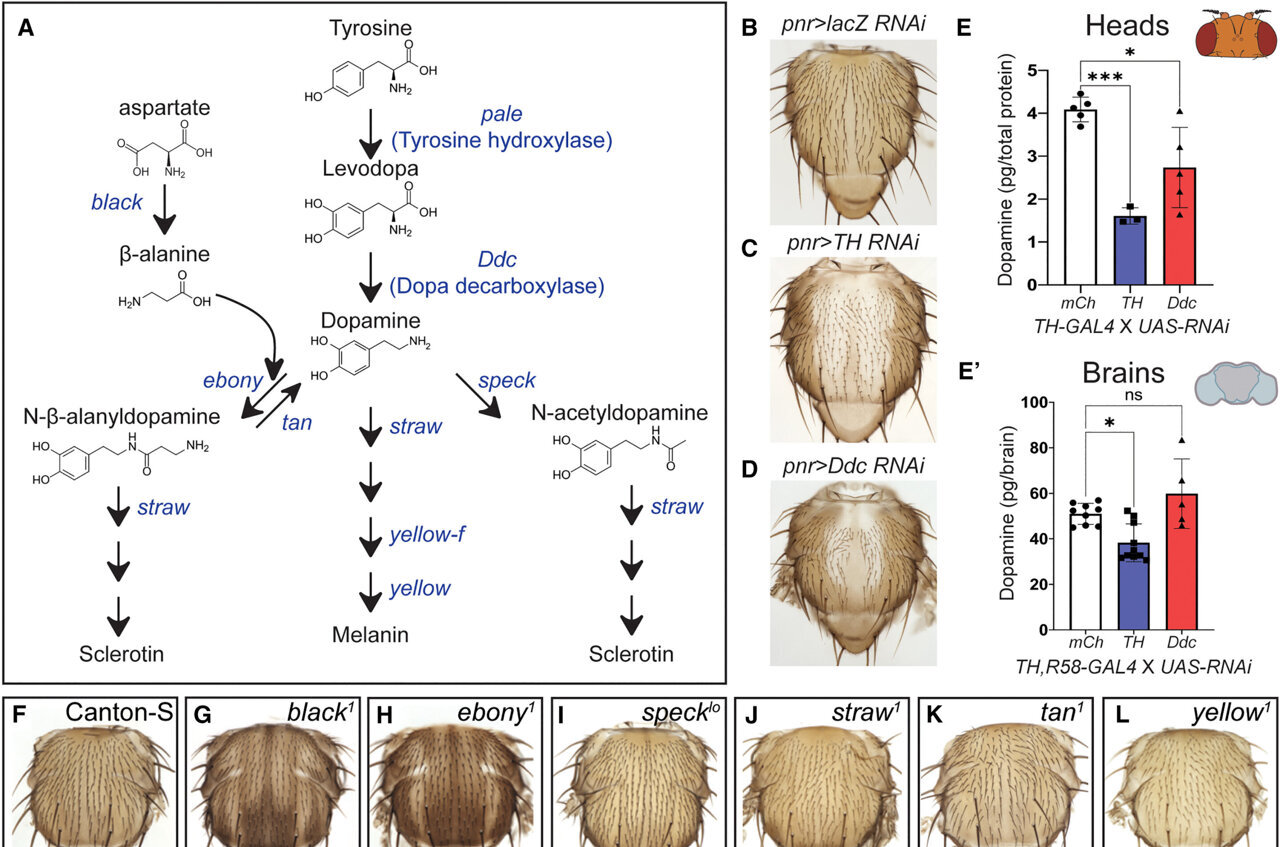 Fruit fly pigmentation guides discovery of genes that control brain ...
