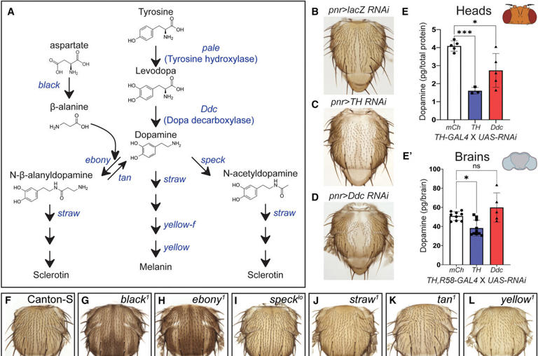 Fruit fly pigmentation guides discovery of genes that control brain ...