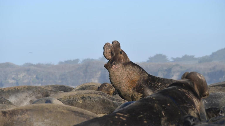 Bay Area hosts one of world's largest Northern Elephant Seal mainland ...