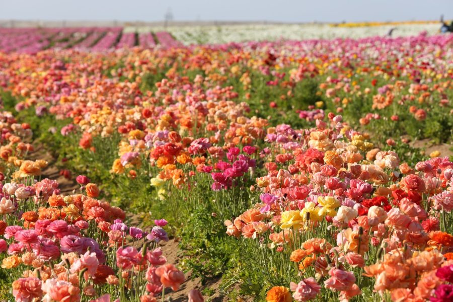 Tickets for the Flower Fields in Carlsbad now on sale