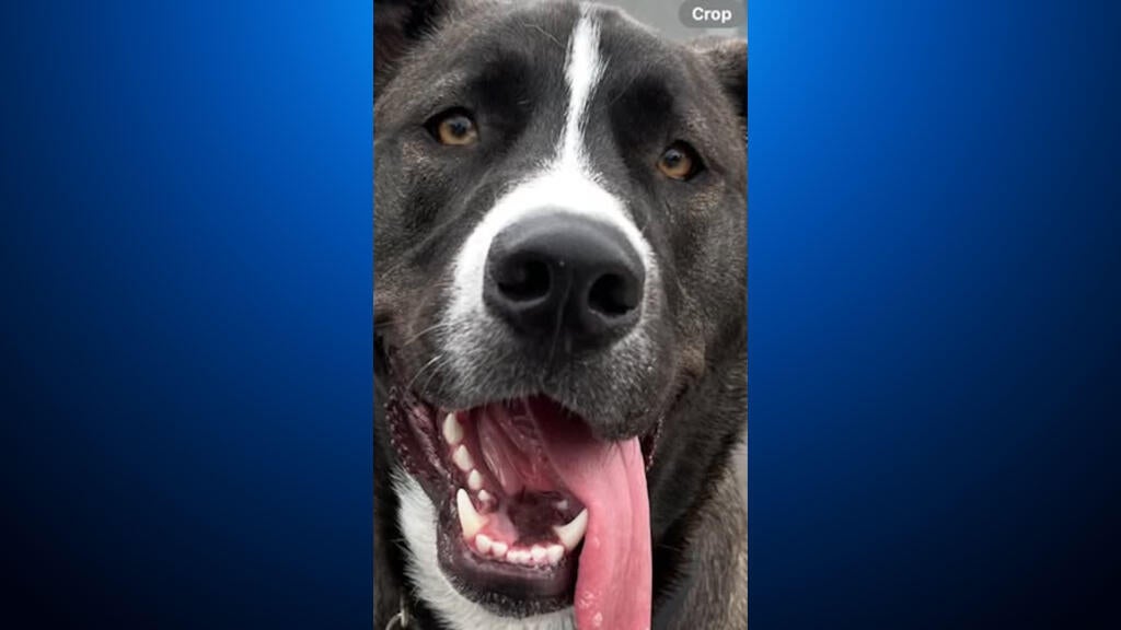 Central California man shoots friend's dog, forces him to bury pet at ...