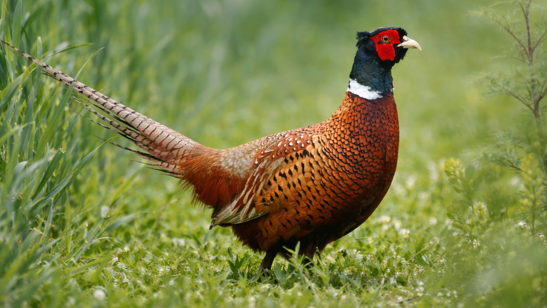 I found this bird while exploring the fields