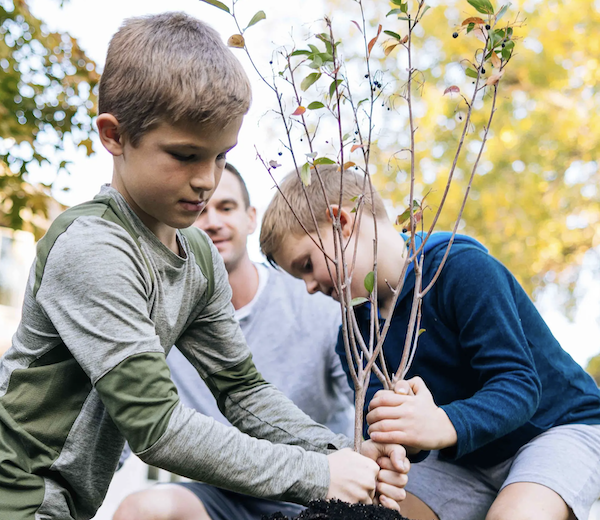 Duke Energy Florida’s tree giveaway encourages customers to plant the ...