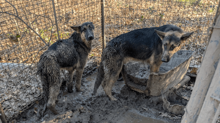 88 German shepherds saved, dozens sent to Florida after FBI raid at ...
