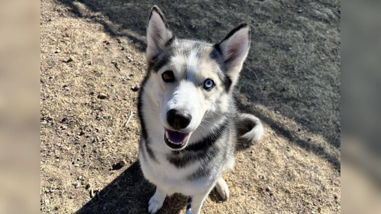 Pet of the week: Meet Ghost!