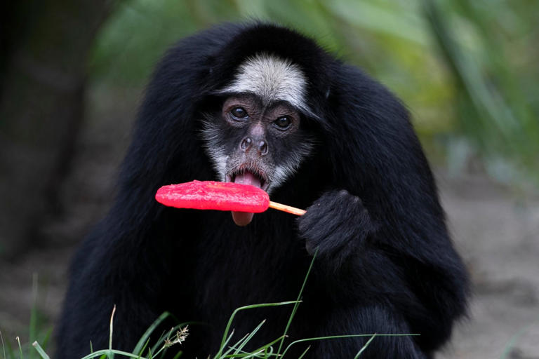 Zoo animals beat scorching summer heat with popsicles