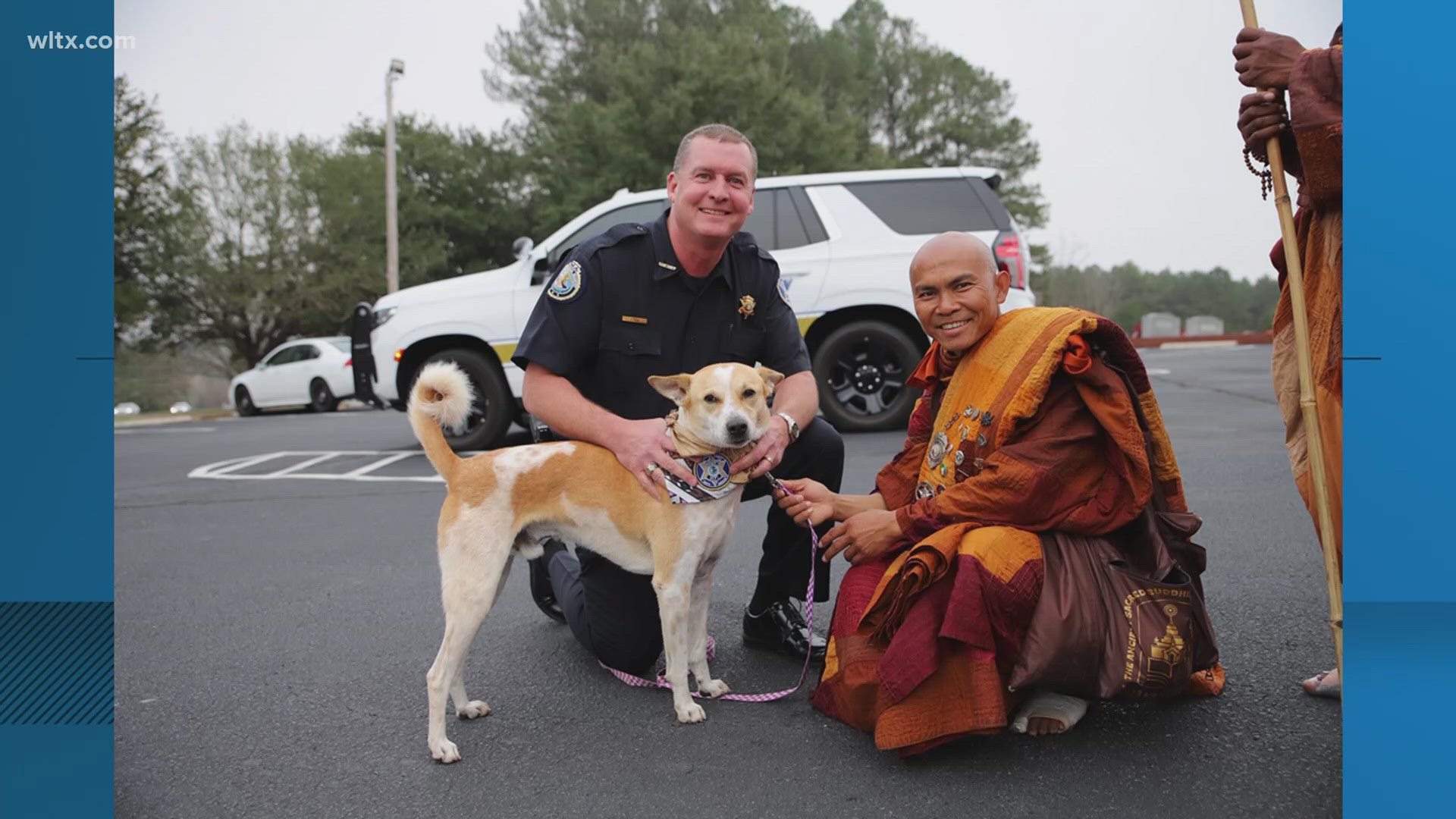 Aloka, the peace dog, has successful surgery