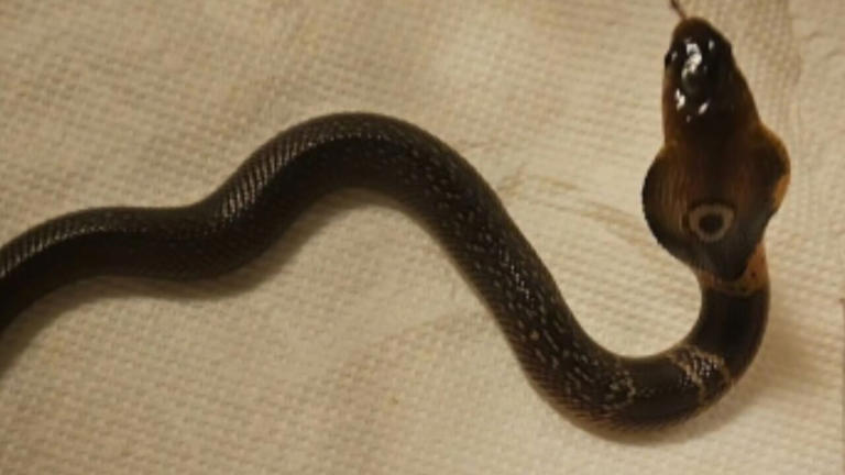 Snake farmer says Lincoln County exotic animal ban threatens business