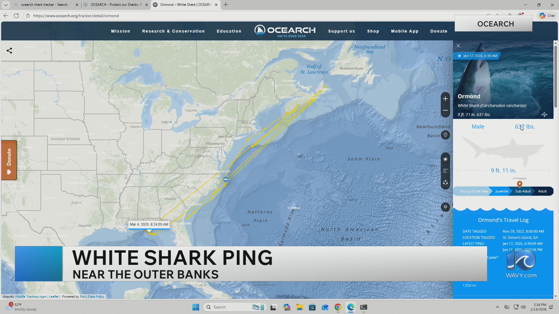 White shark pinks off coast of OBX