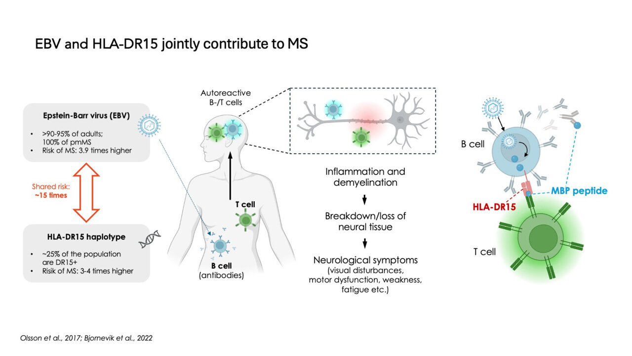 Genetic risk factor and viral infection jointly contribute to multiple ...