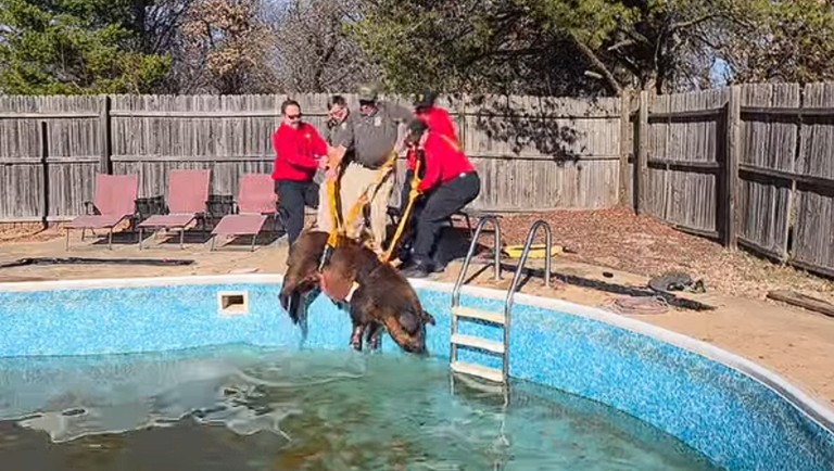 Watch: Rescuers hoist pig from Norman pool after going for a swim