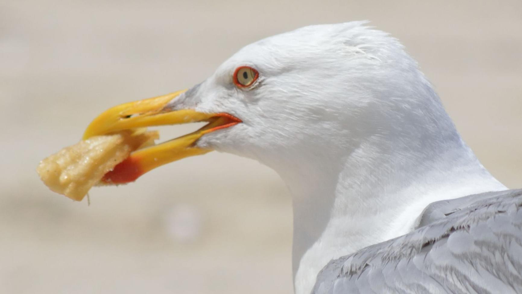 Plans for Scotland's first by-law to ban feeding gulls