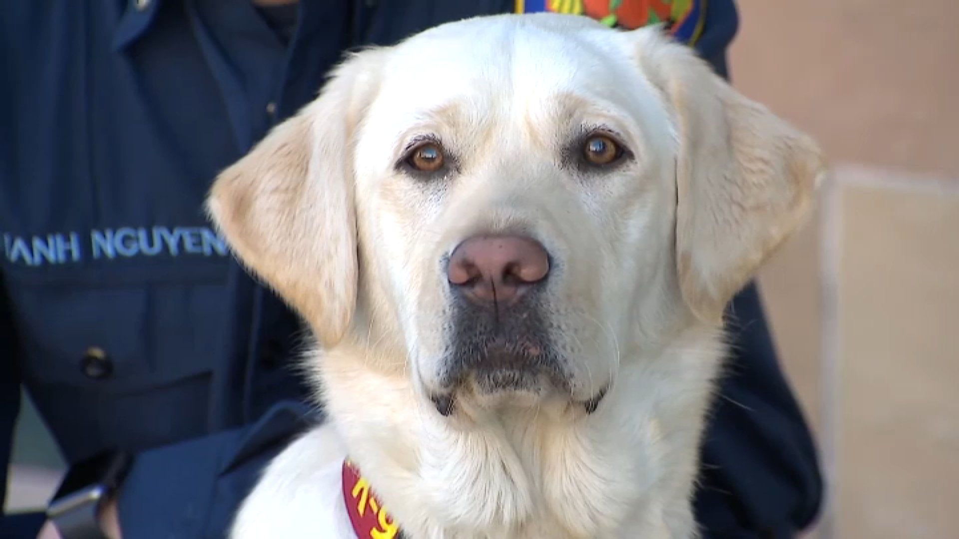 Meet Timber, Orange County's only fire accelerant detection K-9